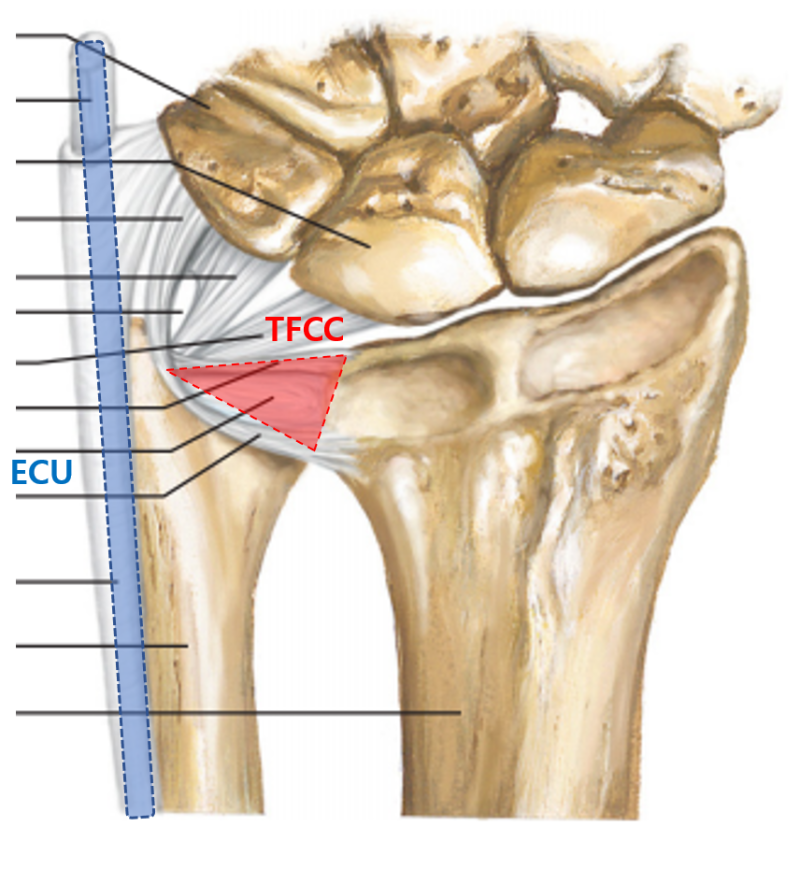 손과 손목의 필수 해부학 (3) - 원위 요척관절(DRUJ)과 삼각섬유연골복합체 (TFCC) : 네이버 블로그