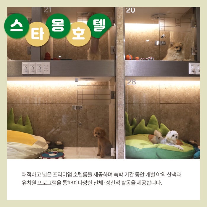 반려견 라이프스타일 센터 스타몽 강아지호텔 가이드 네이버 블로그