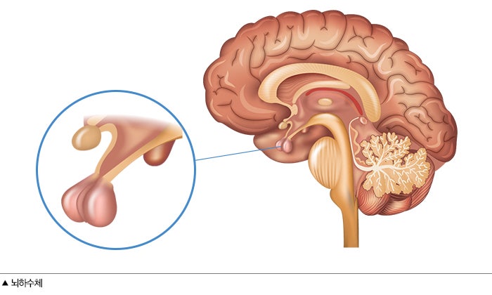 Ns Tsa Trans Sphenoidal Approach 경접형동 접근법에 의한 뇌하수체 종양 제거술 네이버 블로그