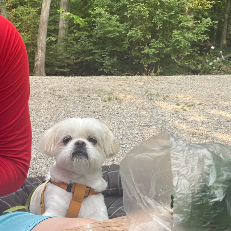 [캐나다] Inverhuron Provincial Park 🏕 / MEC Cabin 4 텐트 ⛺️ / 캠핑뜨개/ 강아지와 함께 ...