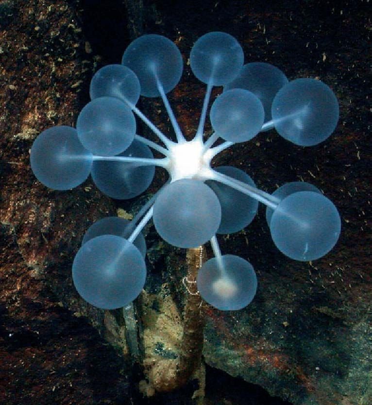 [海이야기] 최초의 동물은 누구? 해면동물과 유즐동물 이야기 : KMI 한국해양수산개발원 : 네이버 블로그