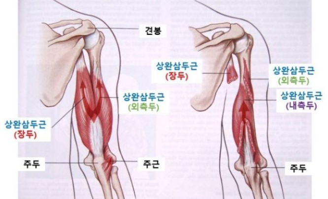 헬스장에서 삼두이두 운동 케이블 헤머컬 케이블 푸시다운 제물포헬스장 도화헬스장 클럽훈짐 네이버 블로그
