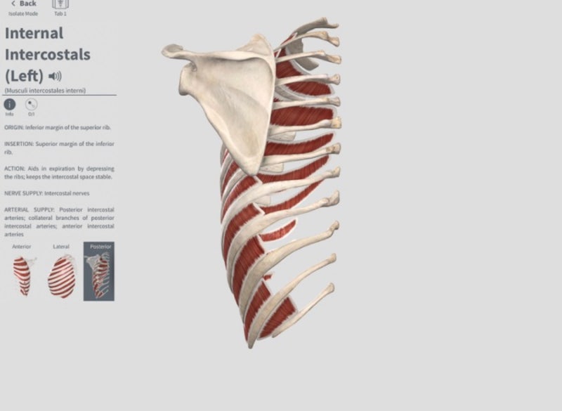 기능해부학::늑간근(intercostal muscles)위치,기능,활성화 : 네이버 블로그