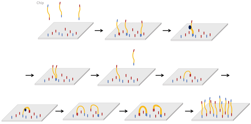[미생물] Sanger Sequencing vs NGS(Next Generation Sequencing) 핵심 요약 정리 (2 ...