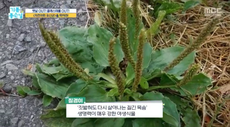 차전자피 효능 가루 차전자피 유산균 부작용 없이 먹는 법 질경이 씨앗 네이버 블로그