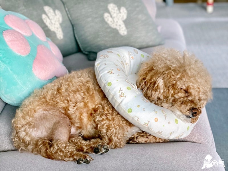 강아지 슬개골탈구 수술 후 관리가 더 중요해요 네이버 블로그