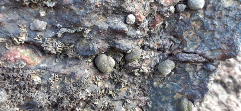 2021.09.01 서해 조개캐기 갯벌체험 서천 춘장대해수욕장 바지락캐기, 바지락 손질과 해감방법 : 네이버 블로그