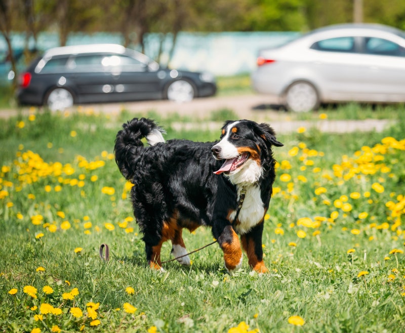 강아지 SRMA, 스테로이드 반응성 수막염·동맥염 진료케이스 : 네이버 블로그