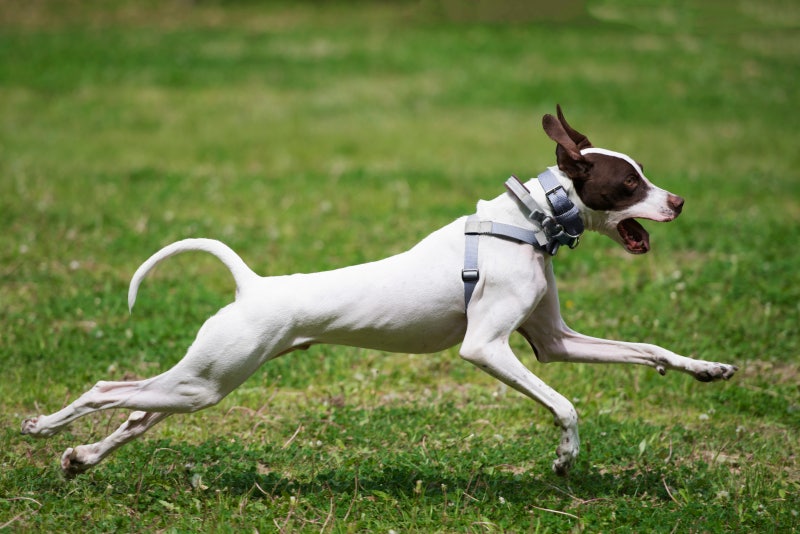 강아지 SRMA, 스테로이드 반응성 수막염·동맥염 진료케이스 : 네이버 블로그
