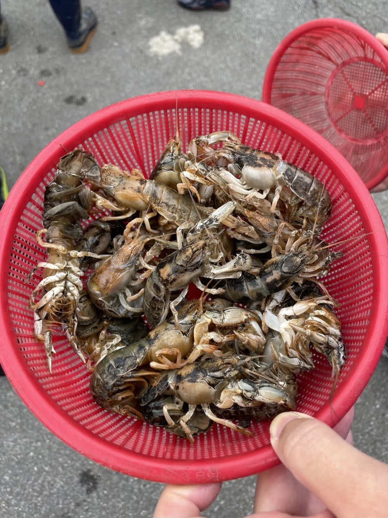 남해 갯벌 쏙 체험 전도갯벌체험장 쏙잡이 쏙튀김 솔직후기 네이버 블로그