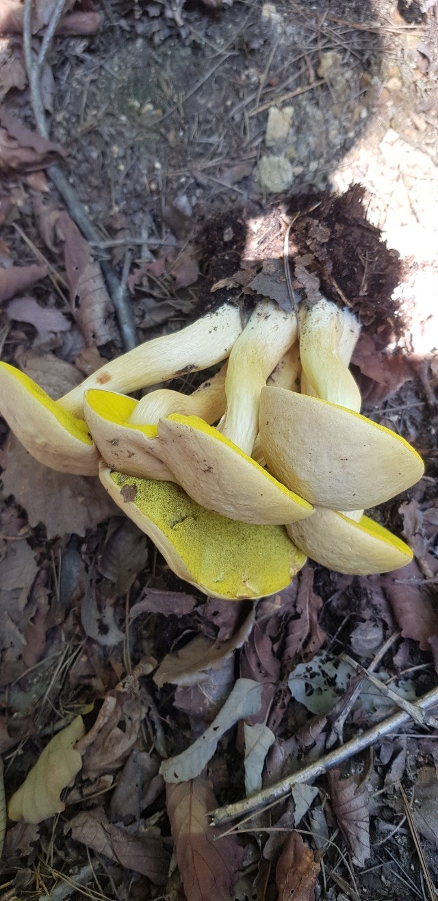 바랜그물버섯 Imleria pallida = ( Boletus pallidus ) 유사한 왕그물버섯 Hemileccinum ...