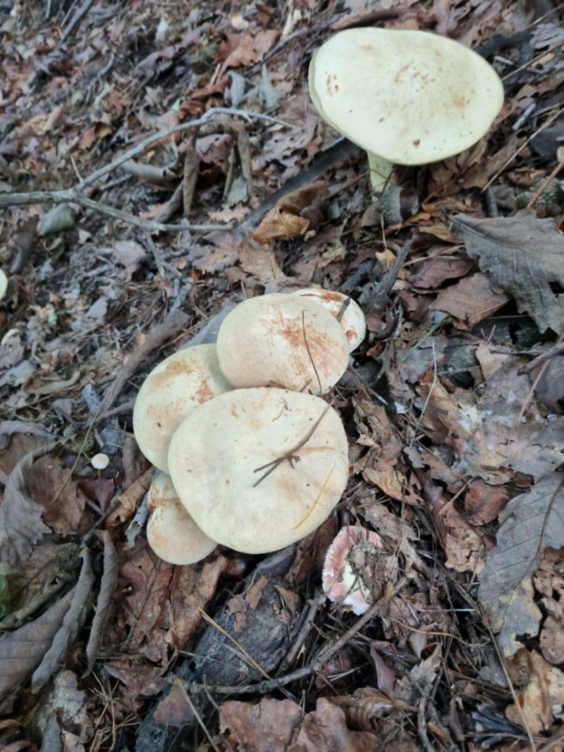 바랜그물버섯 Imleria pallida = ( Boletus pallidus ) 유사한 왕그물버섯 Hemileccinum ...