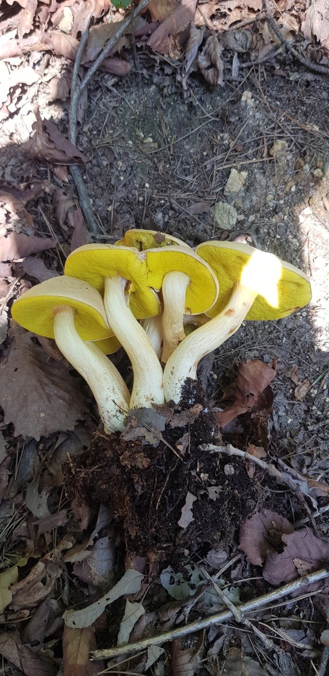 바랜그물버섯 Imleria pallida = ( Boletus pallidus ) 유사한 왕그물버섯 Hemileccinum ...