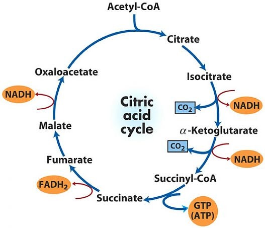 생화학 35. 시트르산 회로 - ① 개요 (크렙스 회로, TCA 회로, TCA Cycle, 세포호흡, 물질대사) : 네이버 블로그