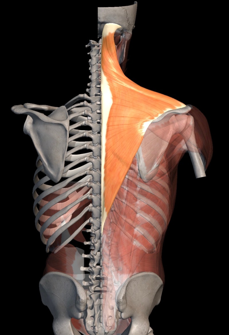 근육공부 승모근 등세모근 (Trapezius) 승모근통증 마사지 : 네이버 블로그
