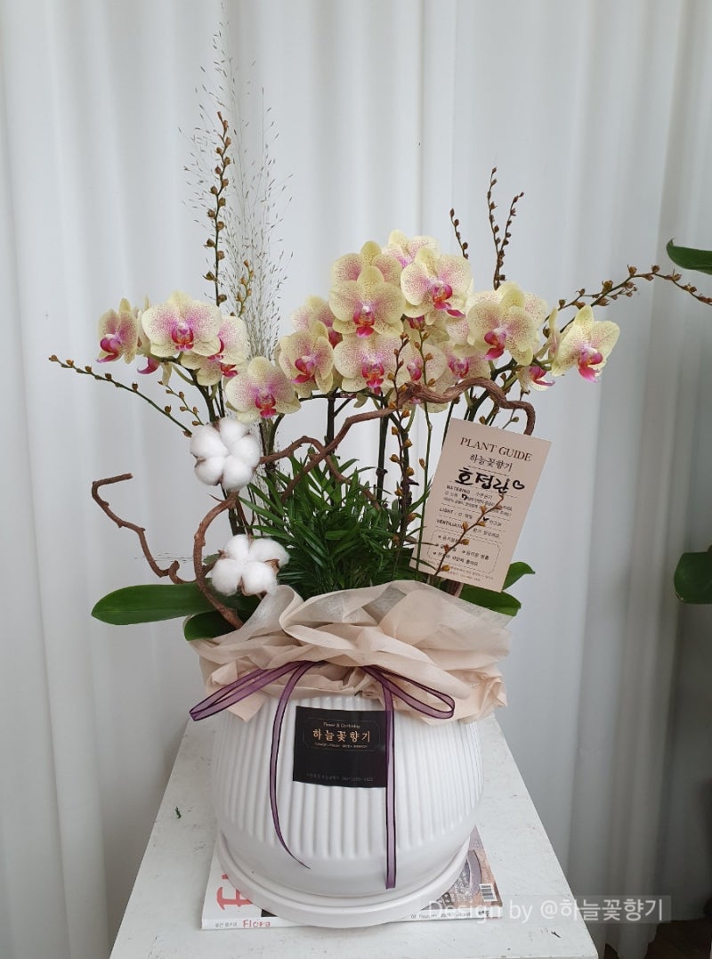 첫인사 명절 생신 상견례 추석 어른 방문 고급 포장 선물 보자기 호접란 꽃다발 추천 전주 꽃집 중화산동 착한 가격 하늘꽃향기
