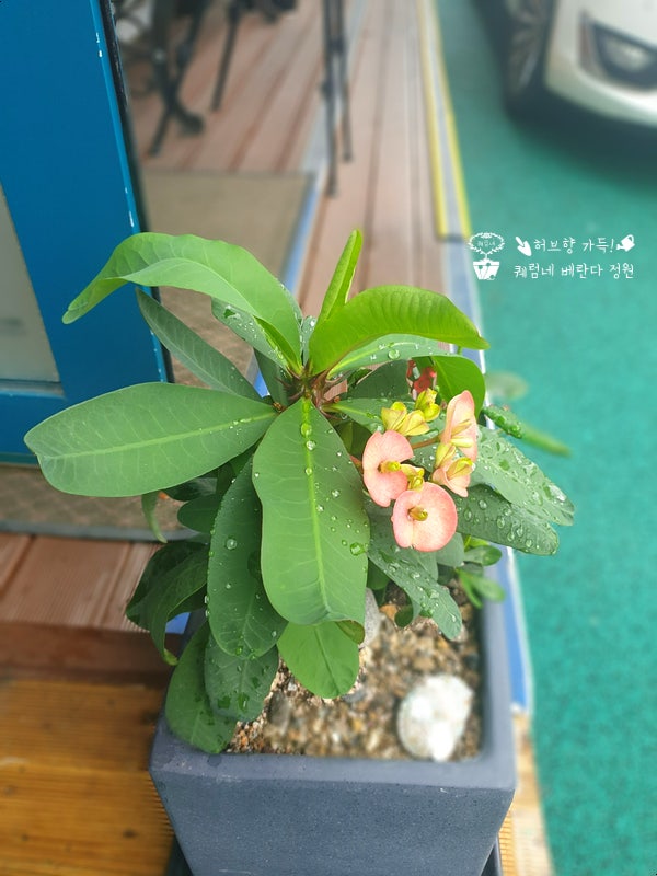 꽃기린 키우기 가지치기삽목물주기꽃말 네이버 블로그