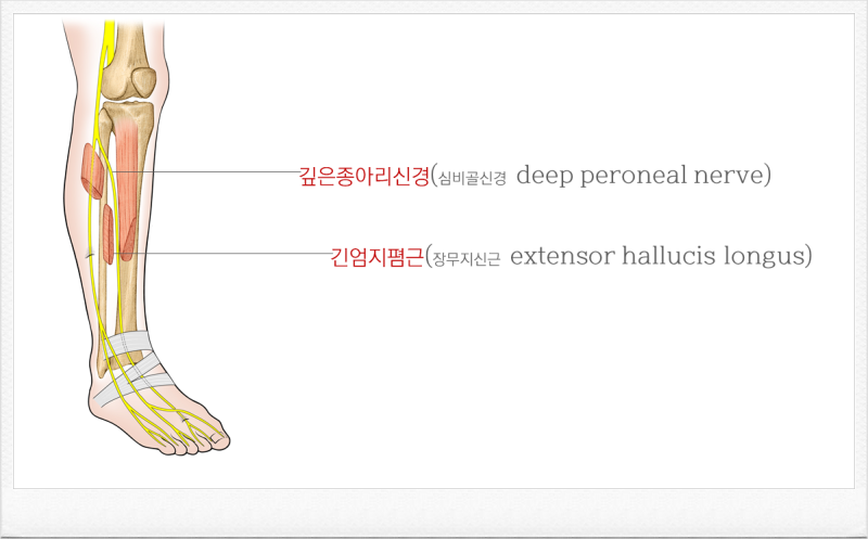 해부학 근육학 종아리근육leg Muscle 앞칸 긴엄지폄근장무지신근ㆍextensor Hallucis