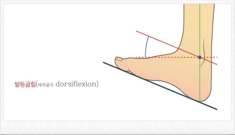 해부학 근육학 종아리근육leg Muscle 앞칸 긴엄지폄근장무지신근ㆍextensor Hallucis