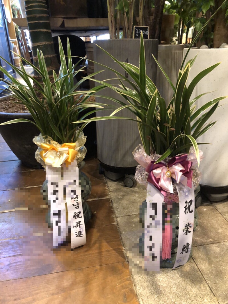 신년승진축하화분승진축하난삽질하는꽃쟁이양산꽃집물금꽃집증산꽃집 네이버 블로그