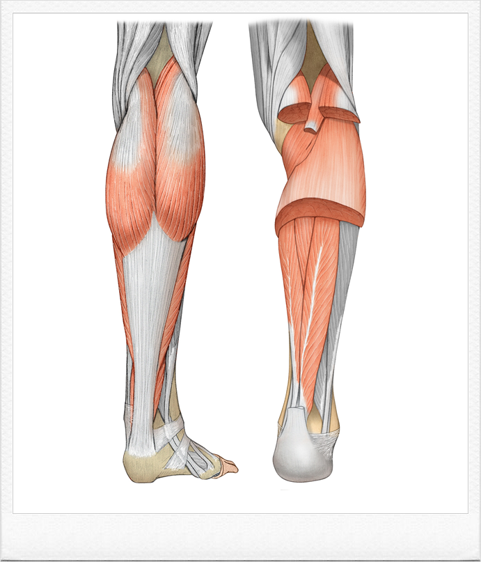 해부학 근육학 종아리근육leg Muscle 뒤칸 전체보기overview 네이버 블로그