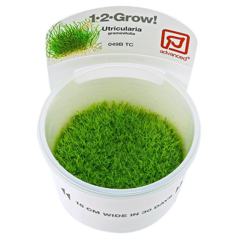 귀개 혹은 땅귀개(Utricularia)는 사람을 홀린다 : 네이버 블로그