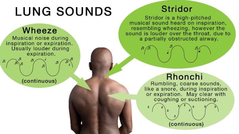 [호흡음/lung sounds] Crackles, Wheezing, Stridor, Rhonchi : 네이버 블로그