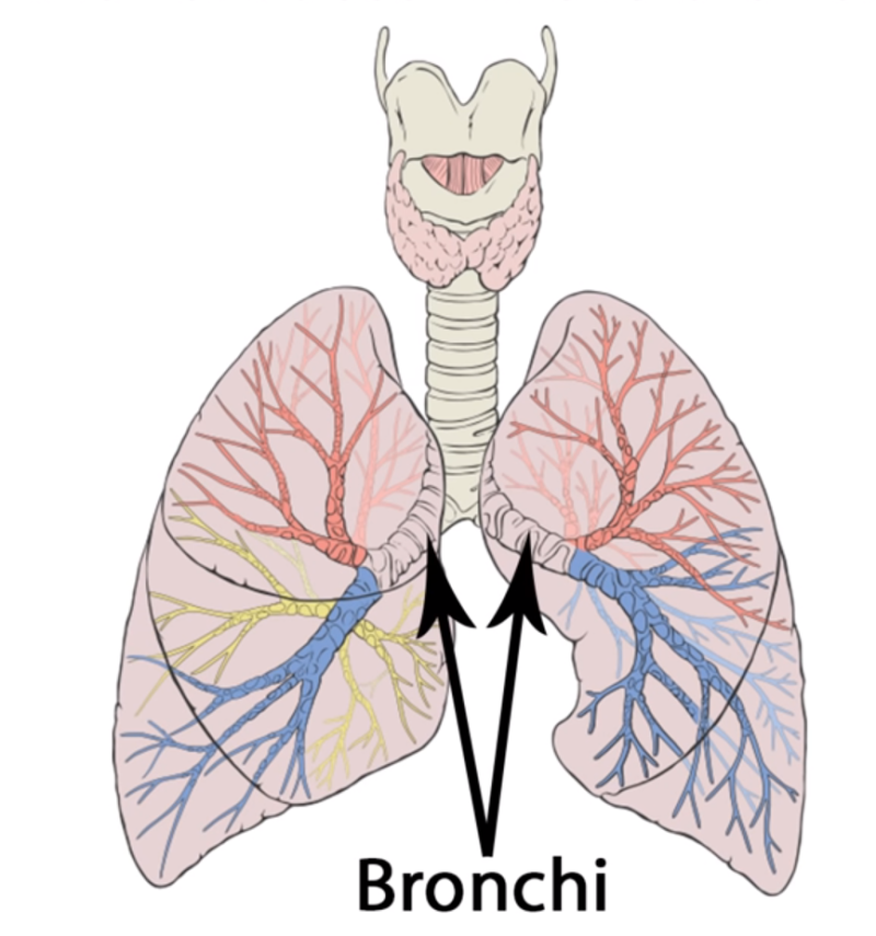 [호흡음/lung sounds] Crackles, Wheezing, Stridor, Rhonchi : 네이버 블로그