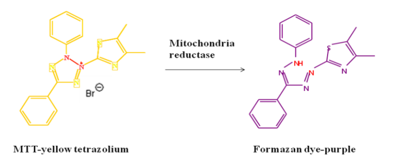 MTT assay _ 세포 독성 실험 Cell Viability : 네이버 블로그