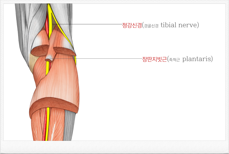 해부학 근육학 종아리근육leg Muscle 뒤칸 장딴지빗근족척근ㆍplantaris 네이버 블로그