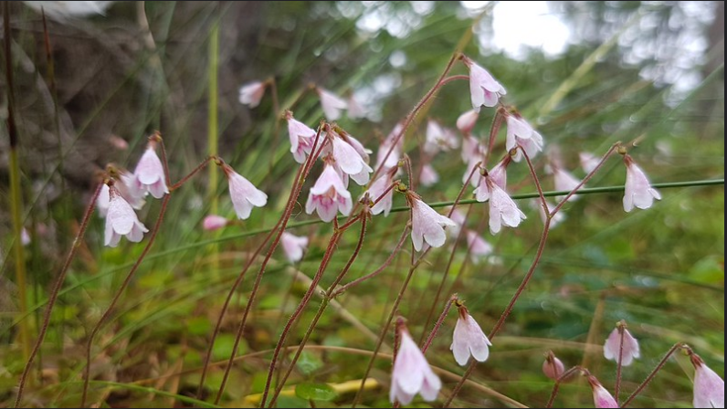 나라를 상징하는 꽃, 꽃말 - 전 세계 나라별 국화 (National Flower) : 네이버 블로그