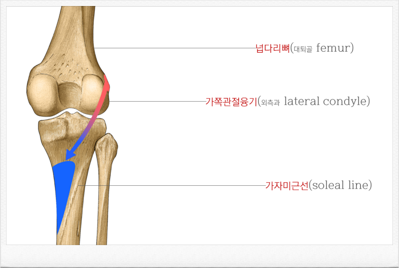해부학 근육학 종아리근육leg Muscle 뒤칸 오금근슬와근ㆍpopliteus 네이버 블로그