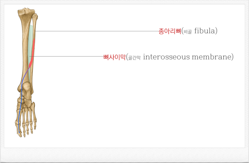 해부학 근육학 종아리근육leg Muscle 뒤칸 긴엄지굽힘근장무지굴근ㆍflexor Hallucis