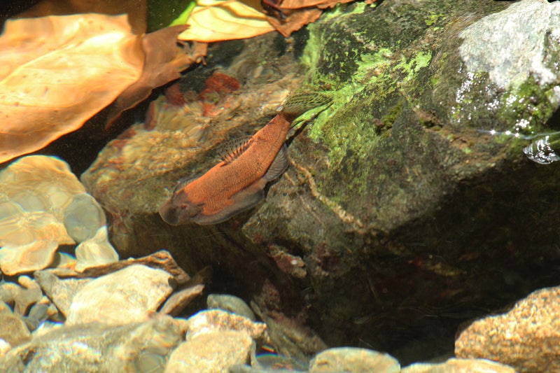 가오리비파 간단정리 (2편 보르네오에 서식하는 가오리비파 종류 Gastromyzon 가스트로마이존) : 네이버 블로그