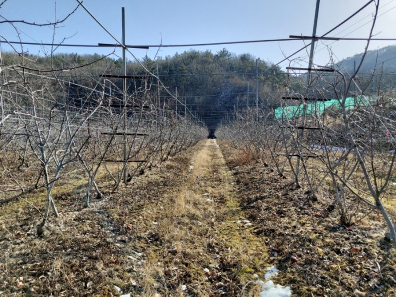 충북 영동 추풍령 저수지 위 속빨간사과밭 과수원 1965평 10만원씩 총 196억 급매물 귀농용 귀촌용 별장용 부동산 토지