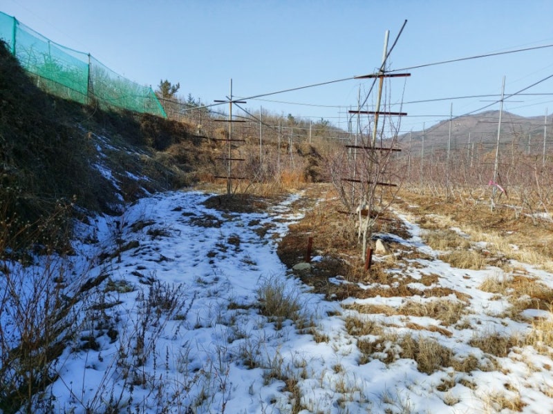 충북 영동 추풍령 저수지 위 속빨간사과밭 과수원 1965평 10만원씩 총 196억 급매물 귀농용 귀촌용 별장용 부동산 토지