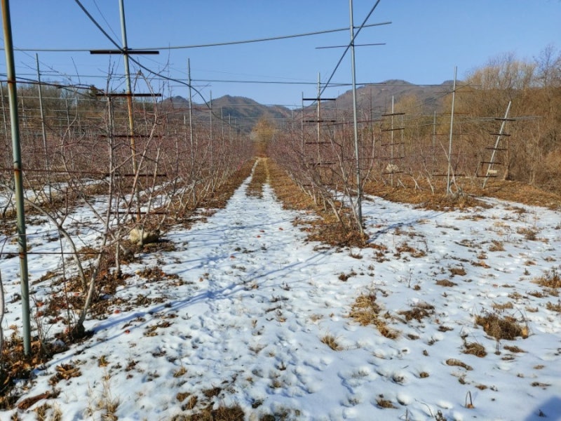 충북 영동 추풍령 저수지 위 속빨간사과밭 과수원 1965평 10만원씩 총 196억 급매물 귀농용 귀촌용 별장용 부동산 토지