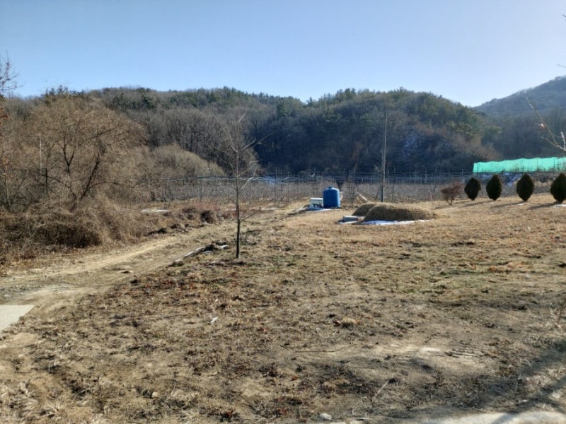 충북 영동 추풍령 저수지 위 속빨간사과밭 과수원 1965평 10만원씩 총 196억 급매물 귀농용 귀촌용 별장용 부동산 토지