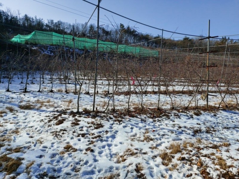 충북 영동 추풍령 저수지 위 속빨간사과밭 과수원 1965평 10만원씩 총 196억 급매물 귀농용 귀촌용 별장용 부동산 토지