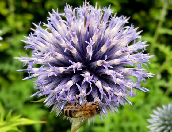 2021 파종 목록 2, 에키 놉스 절굿대 : 네이버 블로그