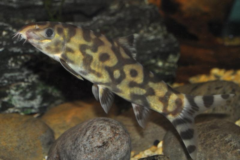 보티아 간단정리 (보티아 종류와 간단한 사육방법) : 네이버 블로그