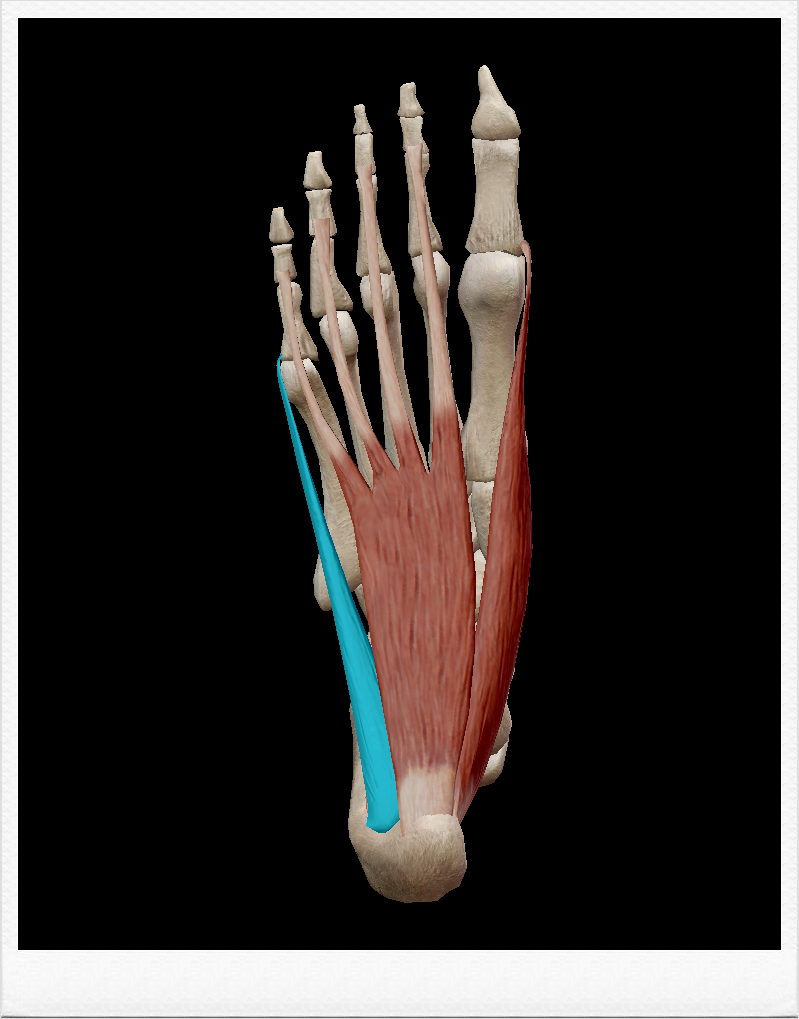 해부학 근육학 발근육foot Muscle 첫째층 새끼벌림근소지외전근ㆍabductor Digiti Minimi