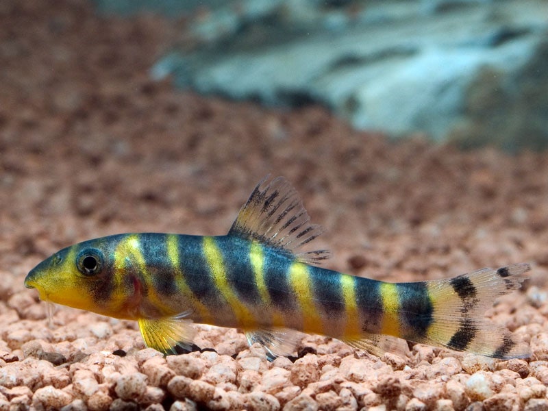 보티아 간단정리 (보티아 종류와 간단한 사육방법) : 네이버 블로그