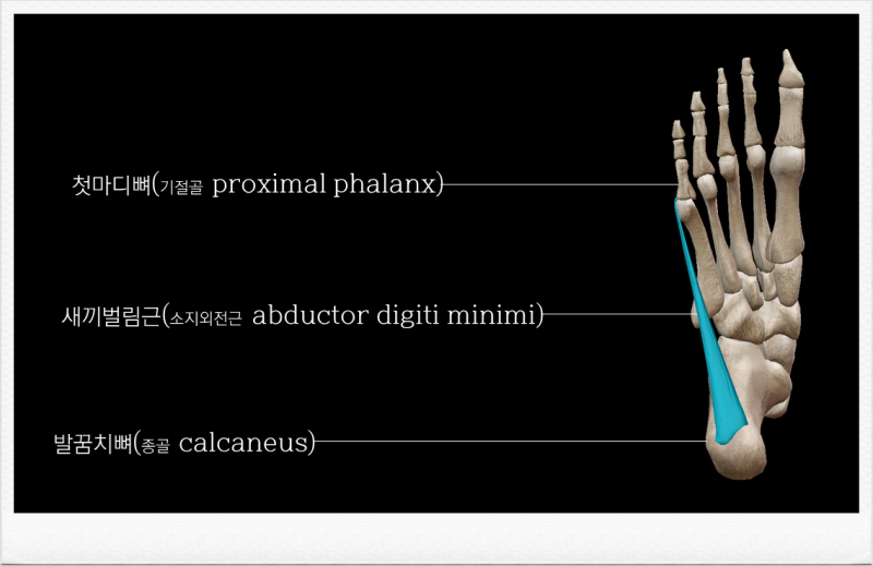 해부학 근육학 발근육foot Muscle 첫째층 새끼벌림근소지외전근ㆍabductor Digiti Minimi