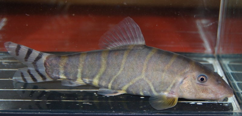 보티아 간단정리 (보티아 종류와 간단한 사육방법) : 네이버 블로그