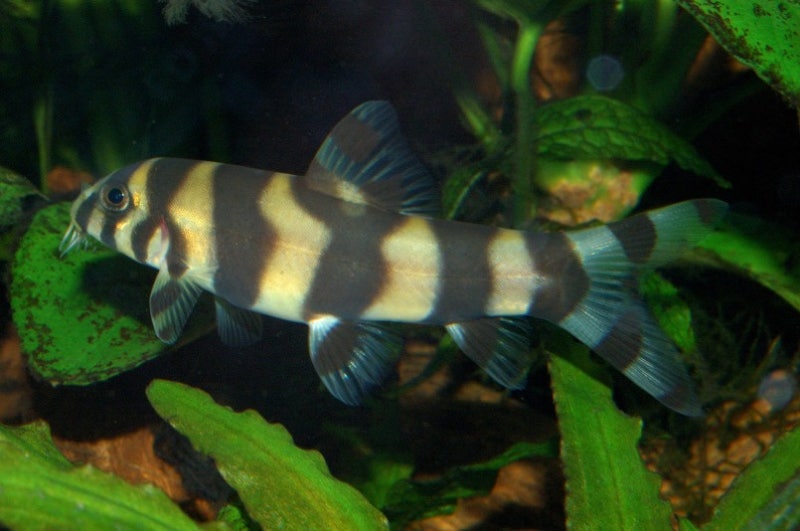 보티아 간단정리 (보티아 종류와 간단한 사육방법) : 네이버 블로그