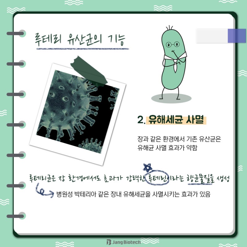 식약처고시유산균19종 락토바실러스 루테리 네이버 블로그