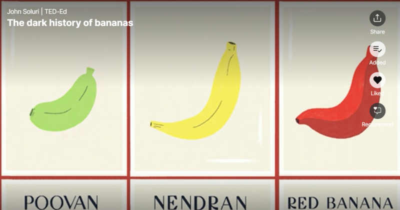 [TED] The dark history of bananas(바나나의 어두운 역사) : 네이버 블로그