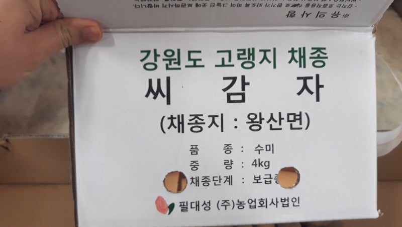 감자 파종시기심는시기 심기 후 수확까지 100일간의 재배 키우기 과정 네이버 블로그