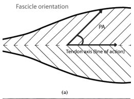 A three-dimensional approach to pennation angle estimation for human ...
